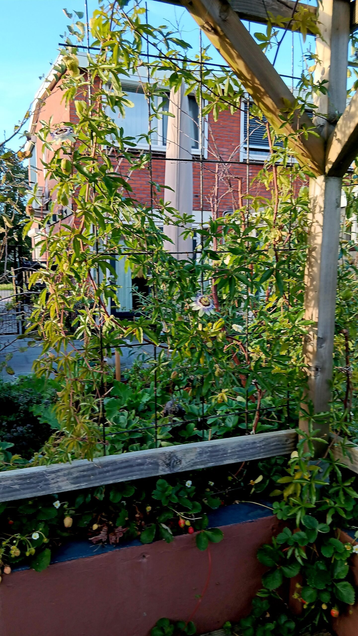 Passifloraplant aan de pergola - Verticaal tuinieren
